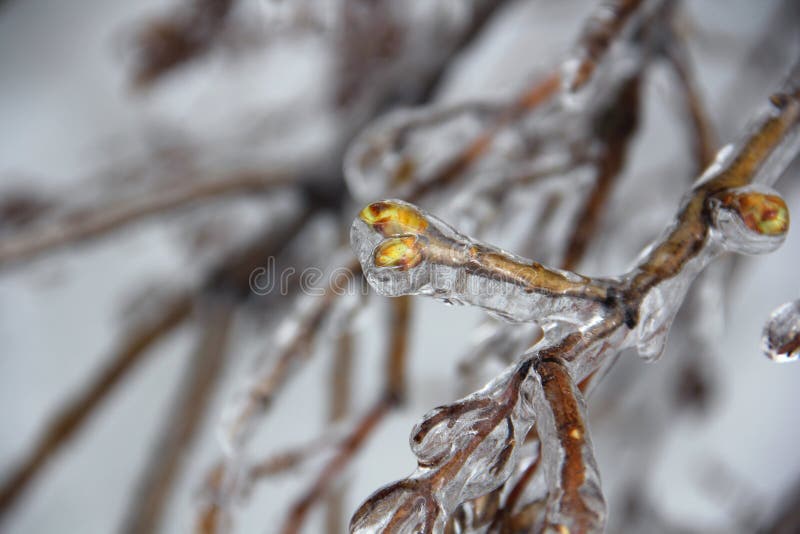 Tree Branches Glazed with Ice after Freezing Rain in Canada Stock Image ...