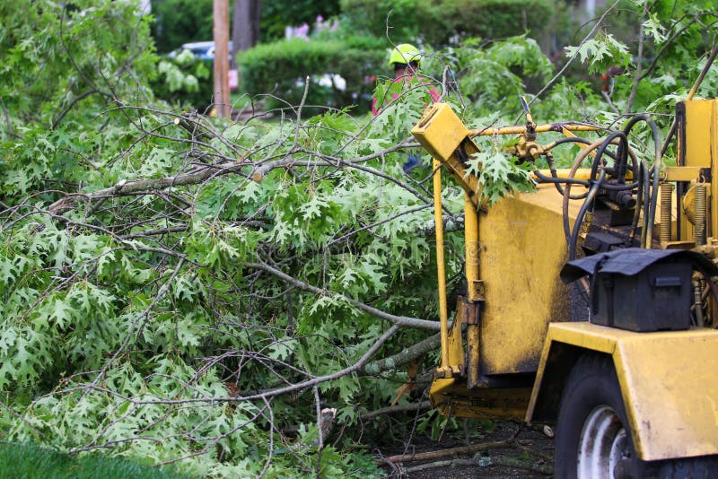 Tree Branches Going into a Wood Chipper Machine after a Storm Stock ...