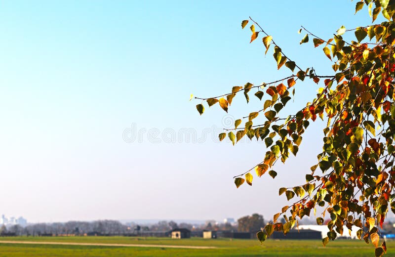 Tree Branches with Golden Leaves, Blue Sky Stock Photo - Image of tree ...