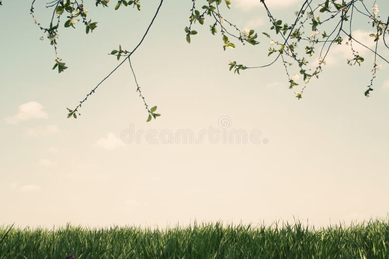 Tree branches and grass stock photo. Image of branches - 115939342