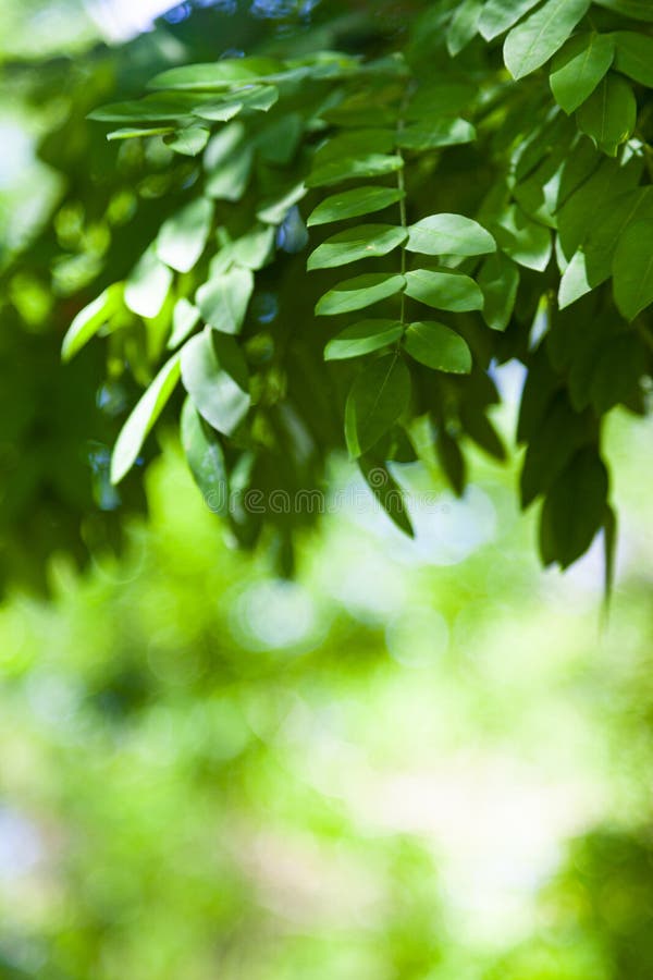 Tree Branches with Green Foliage Close-up Stock Photo - Image of forest ...