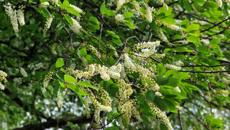 Tree Branches with Green Leaves and Flowers of Prunus Serotina. Stock ...