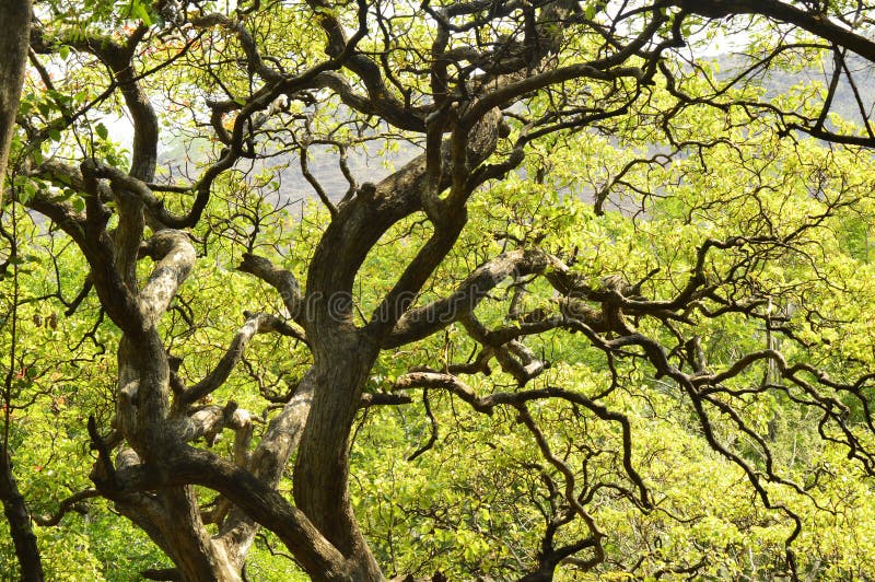 Tree Branches with Green Leaves Stock Image - Image of life, freshness ...