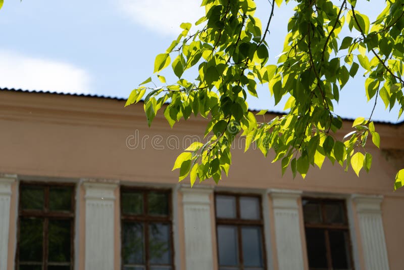 Tree Branches with Green Leaves in Front of the Windows of an Old ...