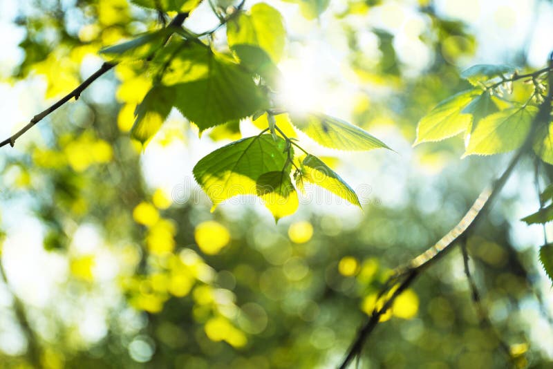 Tree Branches with Green Leaves Stock Photo - Image of happy, beauty ...