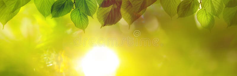 Tree Branches with Leaves on Sunny Day. Banner Design Stock Image ...