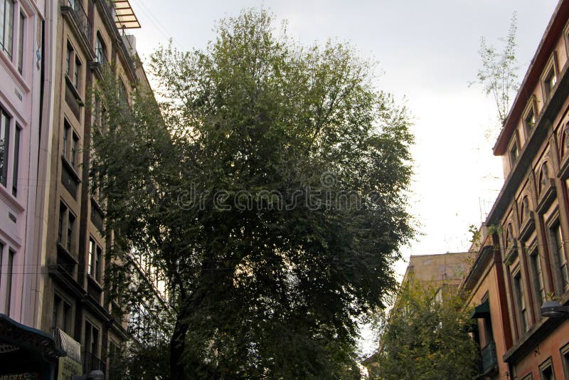 Tree Branches with Green Leaves Stock Image - Image of nature, yard ... Tree Branches with Green Leaves Stock Image - Image of nature, yard ...
