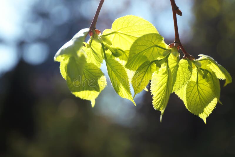 Tree Branches with Green Leaves Stock Image - Image of nature, leaf ...