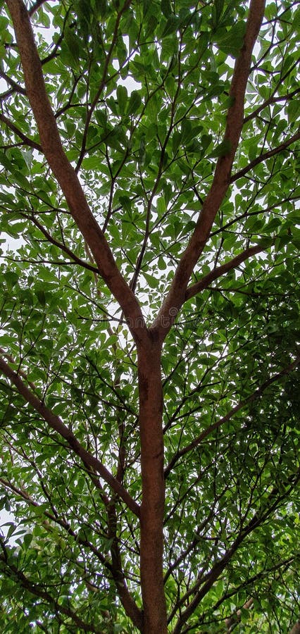 Tree Branches and Green Leaves Under Overcast Sky Stock Image - Image ... Tree Branches and Green Leaves Under Overcast Sky Stock Image - Image ...