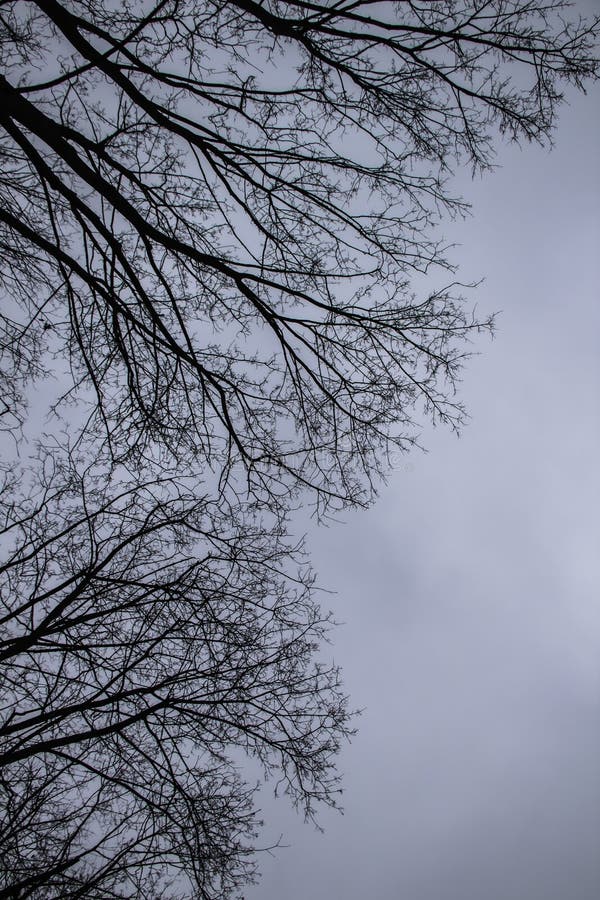 A Tree Branches on the Grey Sky. a Mainly Gloomy Cloudy Day. Looking Up ...