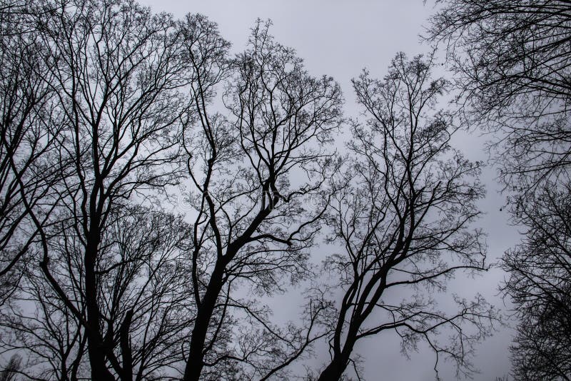 A Tree Branches on the Grey Sky. a Mainly Gloomy Cloudy Day. Looking Up ...