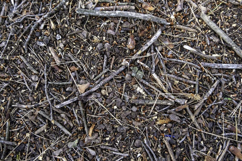 Tree Branches on the Ground Stock Photo - Image of environment, tree ...