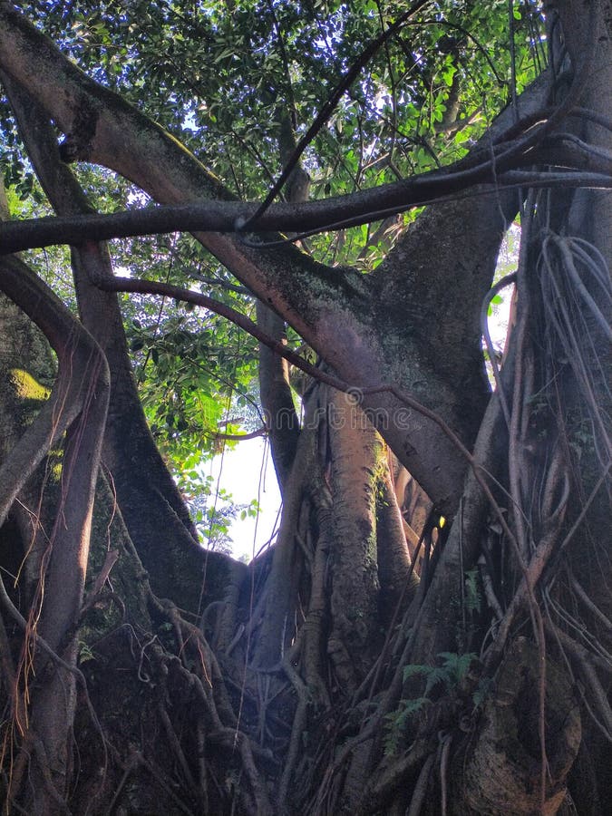 862 Branches Intertwined Tree Stock Photos - Free & Royalty-Free Stock ...