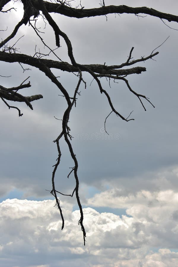 Tree branches and sky stock photo. Image of spring, nature - 182637006
