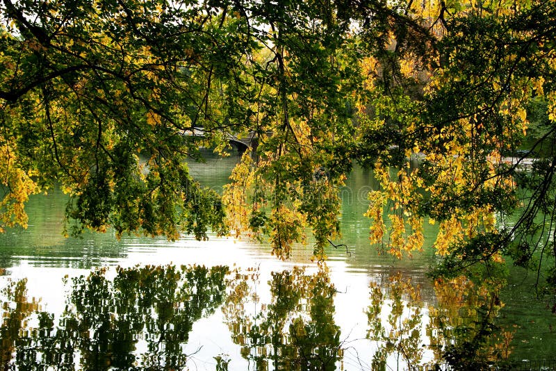 Tree Branches Hanging Over Lake Stock Photo - Image of autumn, scenery ...