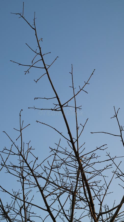 Tree Branches that Have Dried in the Fall #1 Stock Image - Image of ...