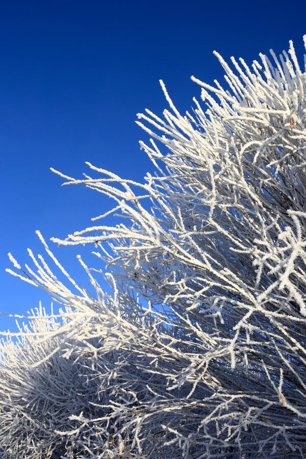 Tree Branches with Hoarfrost Stock Image - Image of crystal, bush ...