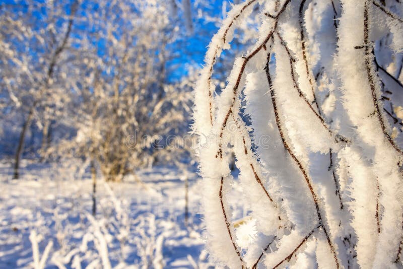 Tree Branches with Hoarfrost in a Snowy Winter Landscape Stock Photo ...