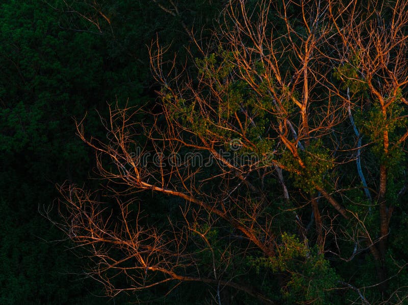 Tree branches at twilight stock image. Image of illuminated - 272232239