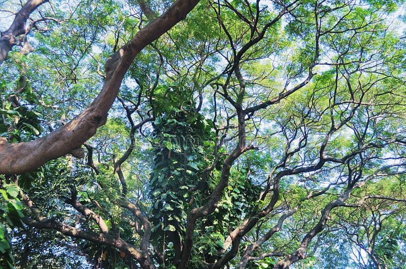 Tree branches stock photo. Image of roots, cluster, ecology - 64727626