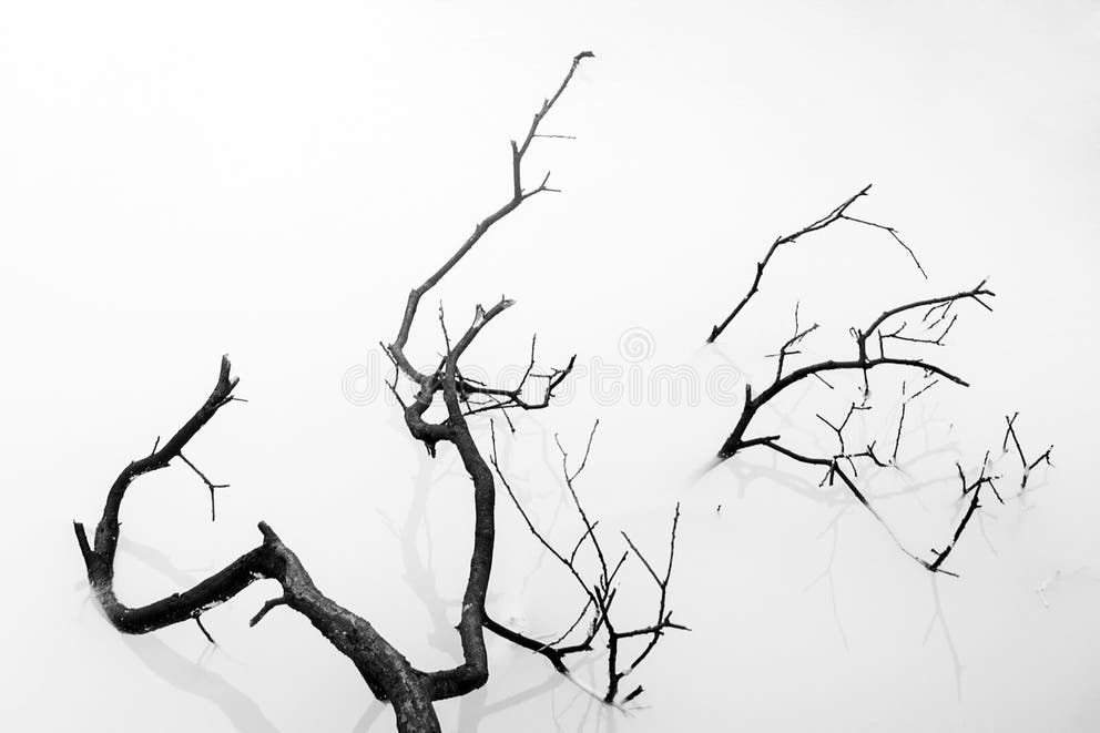 Tree Branches Immersed in Water Stock Photo - Image of longexposure ...