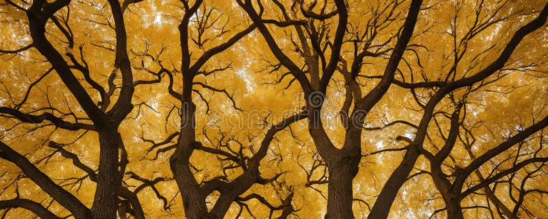 Tree Branches Intertwine into Thick Fall Crowns Stock Illustration ...