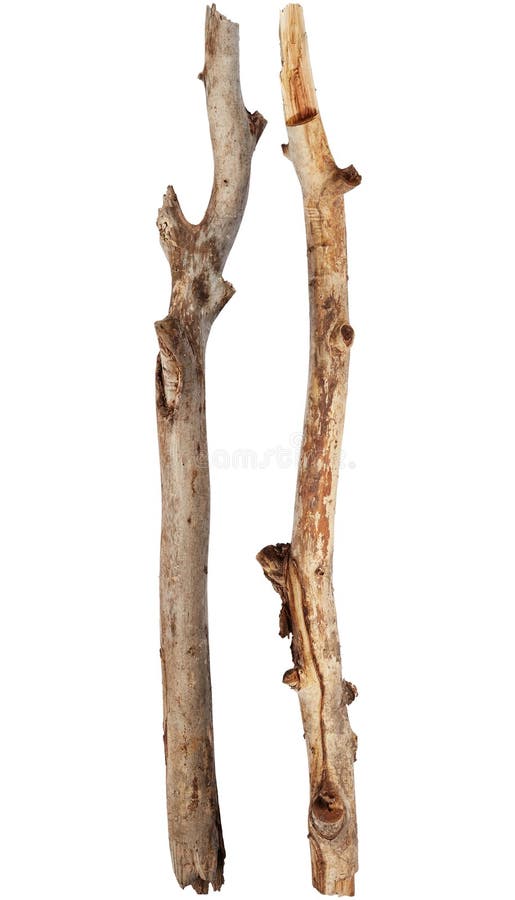Tree stick stock photo. Image of plant, element, brown - 56159300