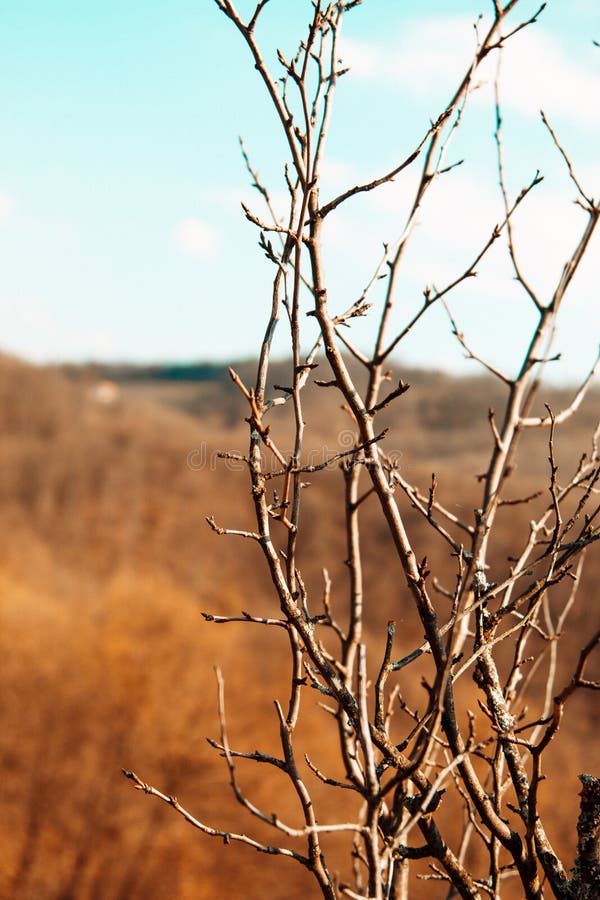 Tree Branches with the Landscape in the Background Stock Photo - Image ...