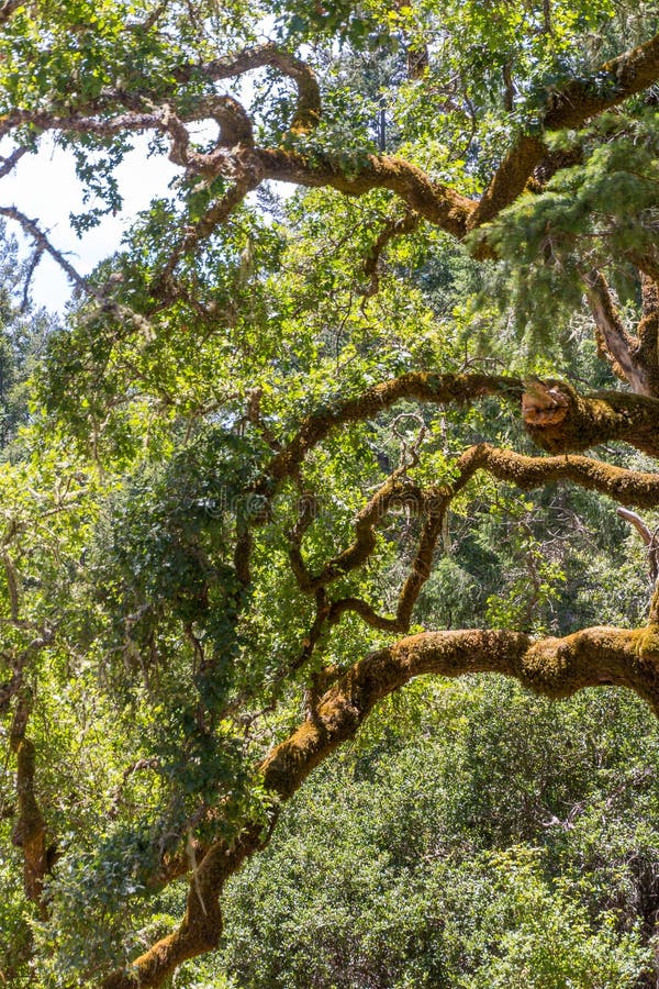 Tree Branches of a Large Oak Tree Has Lots of Spanish Moss Stock Image ...