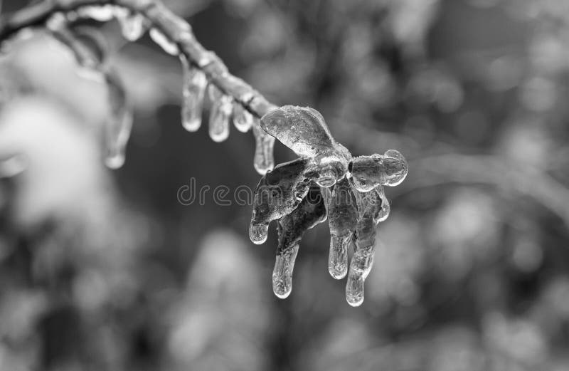 Tree Branches with a Layer of Ice on it during Freezing Rain in Winter ...
