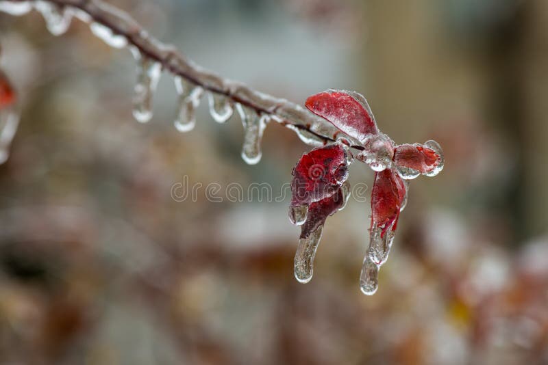 Tree Branches with a Layer of Ice on it during Freezing Rain in Winter ...