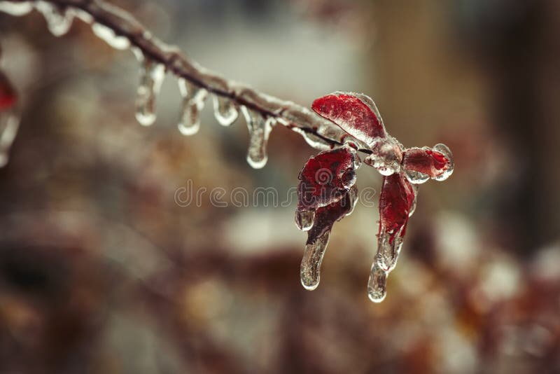 Tree Branches with a Layer of Ice on it during Freezing Rain in Winter ...