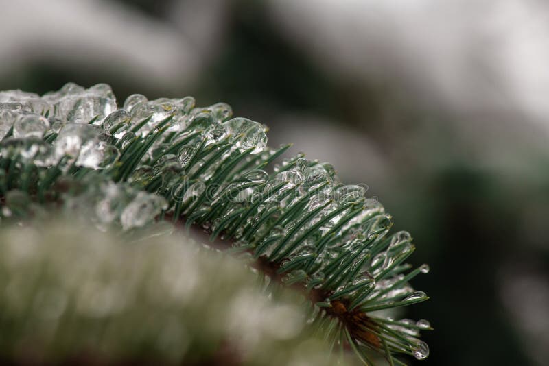 Tree Branches with a Layer of Ice on it during Freezing Rain in Winter ...