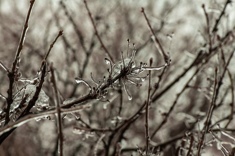 Tree Branches with a Layer of Ice on it during Freezing Rain in Winter ...