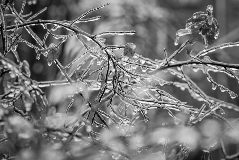 Tree Branches with a Layer of Ice on it during Freezing Rain in Winter ...