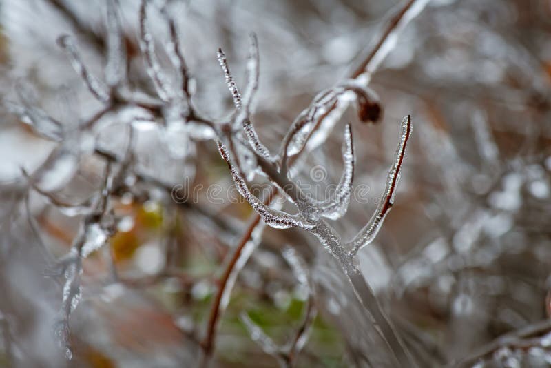 Tree Branches with a Layer of Ice on it during Freezing Rain in Winter ...