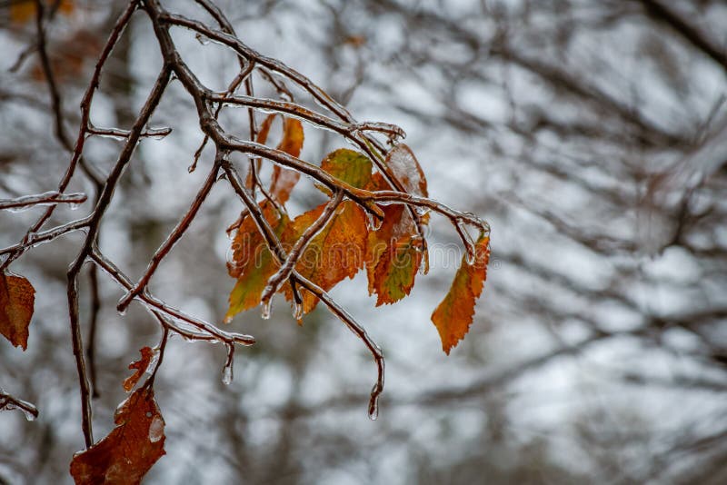 Tree Branches with a Layer of Ice on it during Freezing Rain in Winter ...