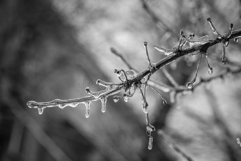 Tree Branches with a Layer of Ice on it during Freezing Rain in Winter ...
