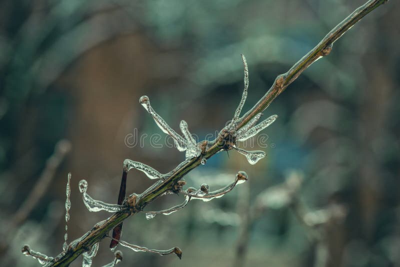 Tree Branches with a Layer of Ice on it during Freezing Rain in Winter ...