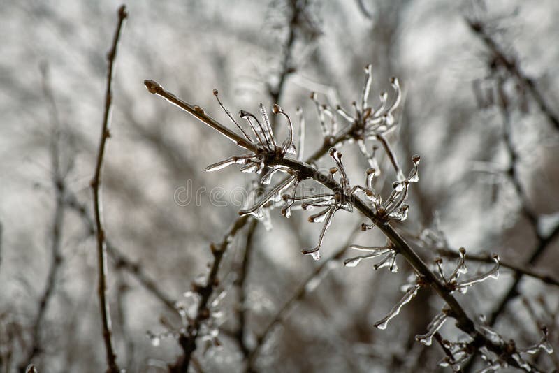 Tree Branches with a Layer of Ice on it during Freezing Rain in Winter ...