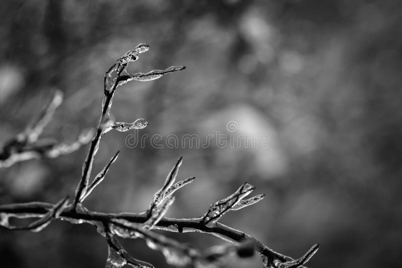 Tree Branches with a Layer of Ice on it during Freezing Rain in Winter ...
