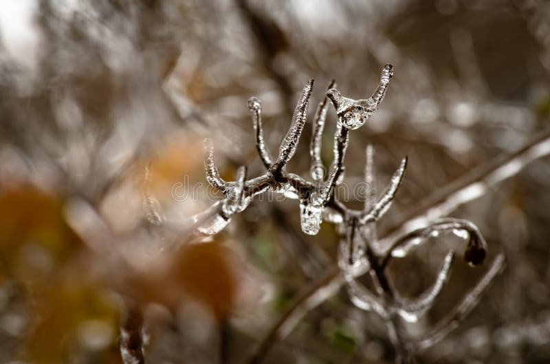 Tree Branches with a Layer of Ice on it during Freezing Rain in Winter ...