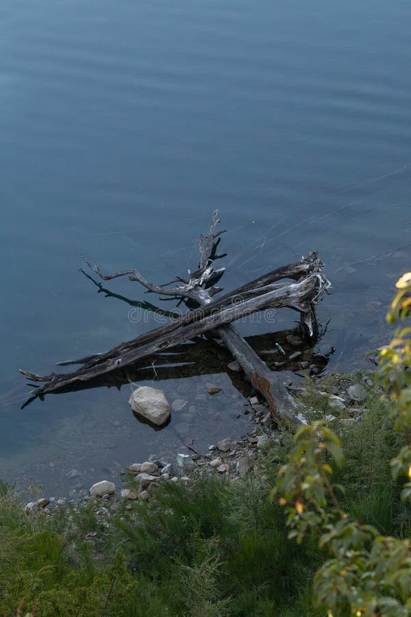 Tree Branches Laying in Shallow Water in a Shore Stock Image - Image of ...
