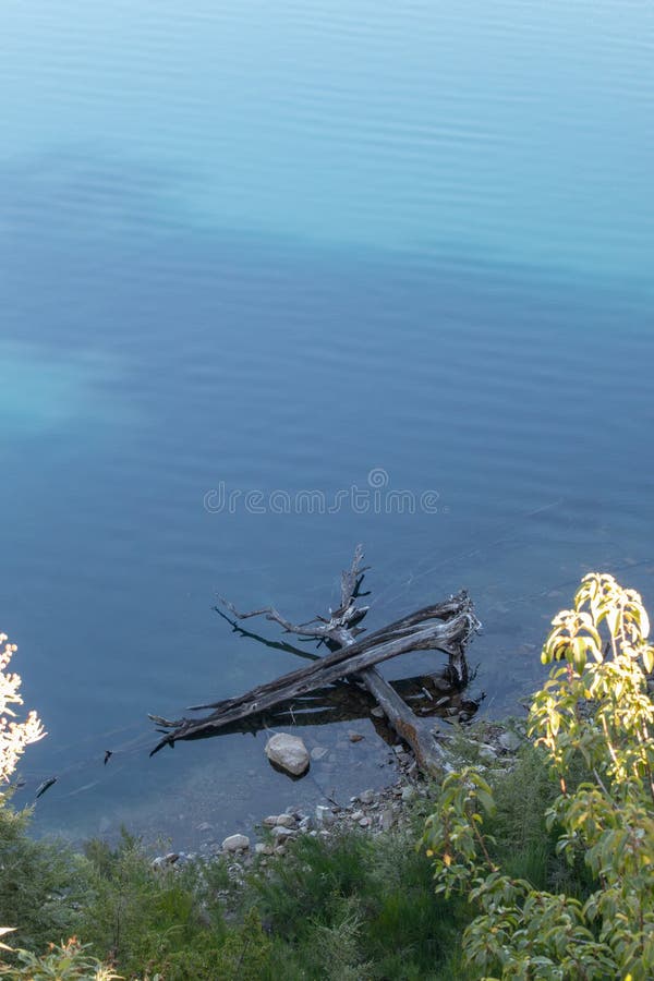Tree Branches Laying in Shallow Water in a Shore Stock Photo - Image of ...