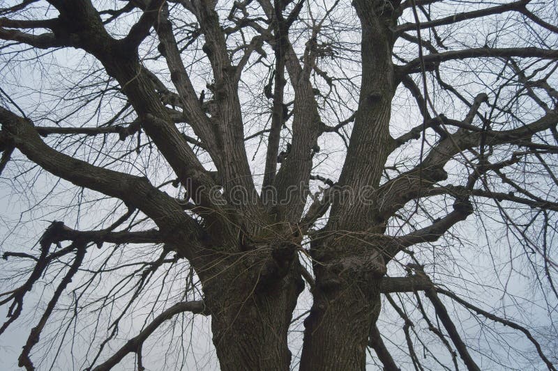 Tree branches leafless stock photo. Image of twig, muscles - 112354342