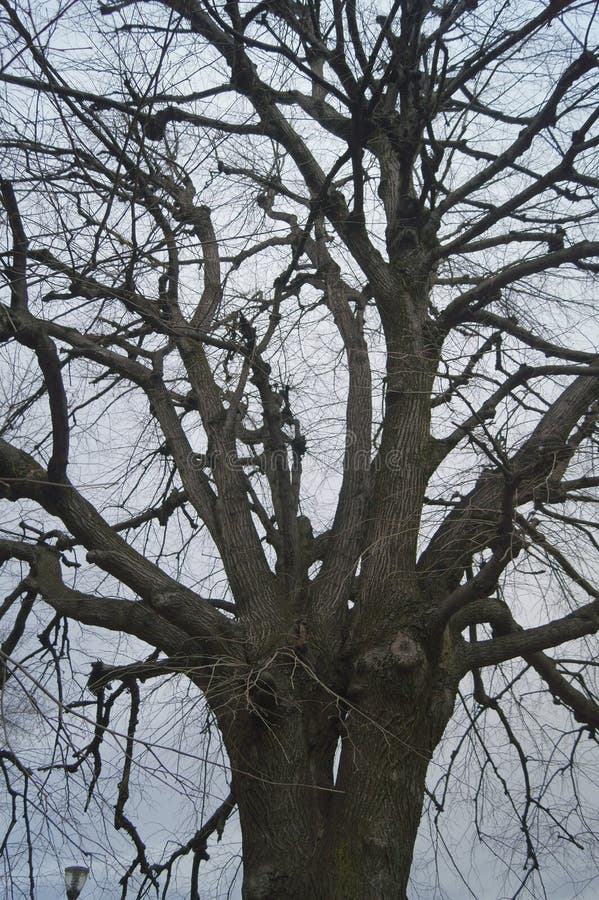 Tree branches leafless stock photo. Image of autumn - 112354354