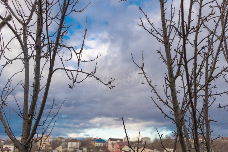 Tree Branches without Leaves Against the Background of the Village and ...