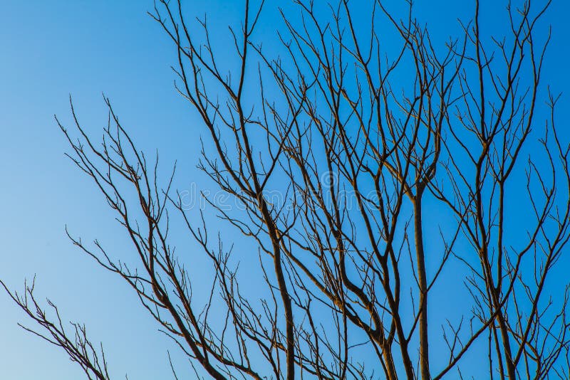 Tree Branches without Leaves Against the Blue Sky Stock Image - Image ...