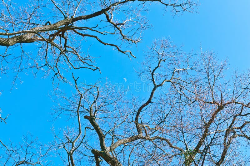 Tree Branches without Leaves, Branches Against the Blue Sky, Tree ...
