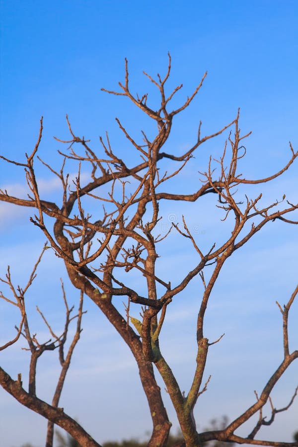 Branches of tree stock photo. Image of natural, outdoor - 47535744